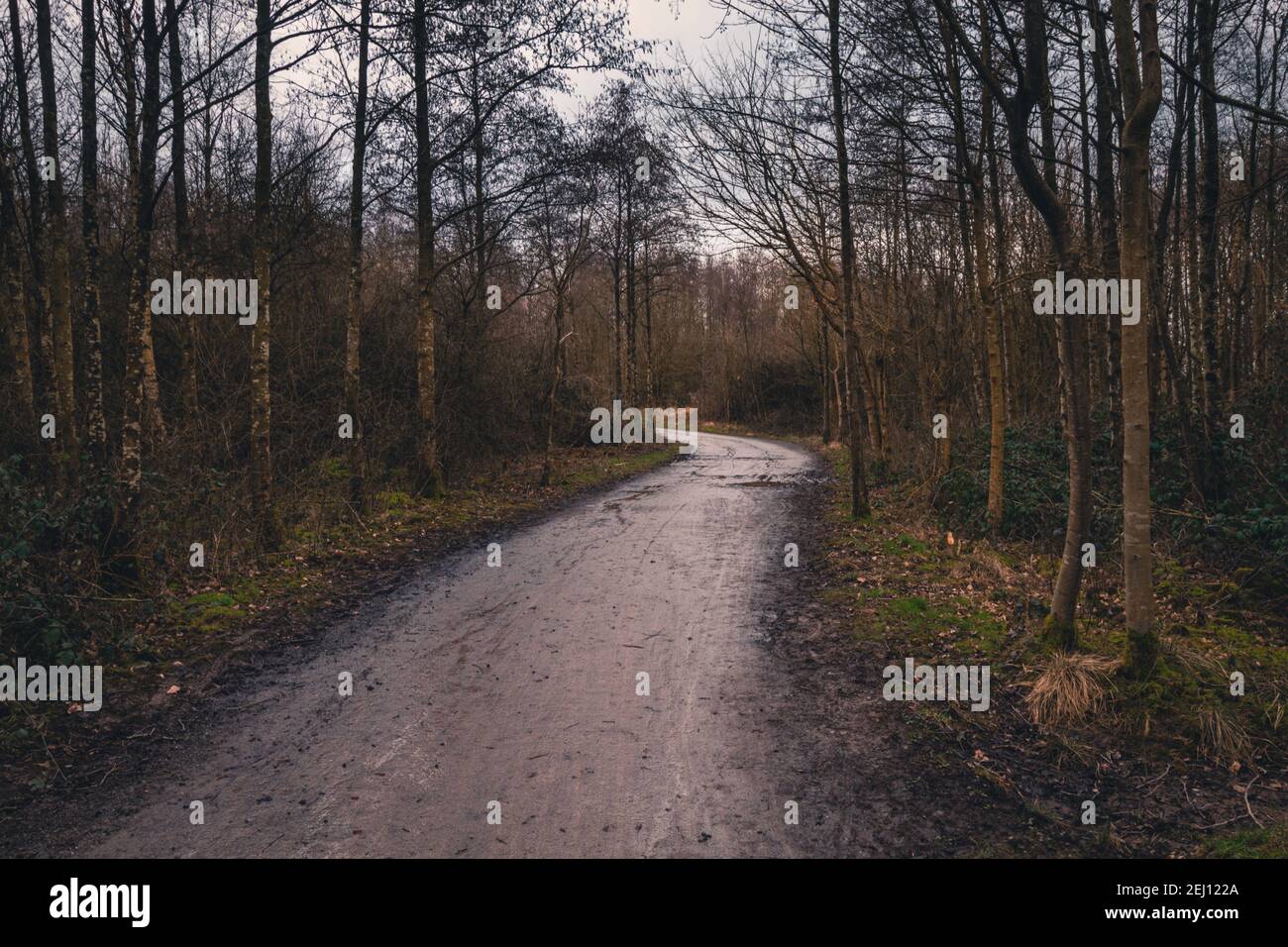 walk around national forest in england, city moira ,hicks lodge Stock ...