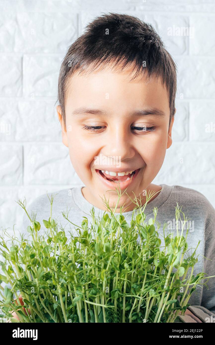 Boy eats peas microgreen, spring avitaminosis. Sprout vegetables ...