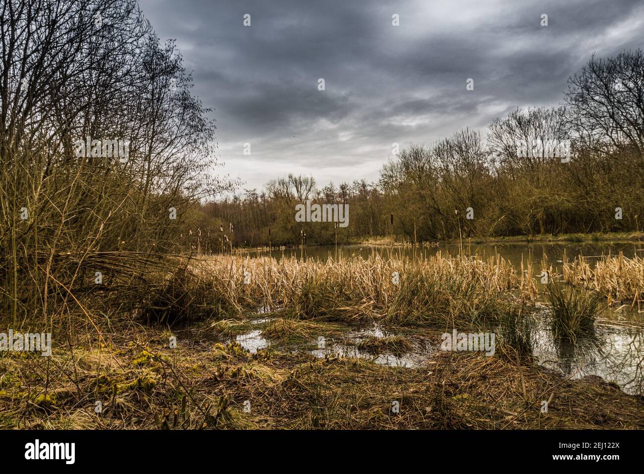 walk around national forest in england, city moira ,hicks lodge Stock ...