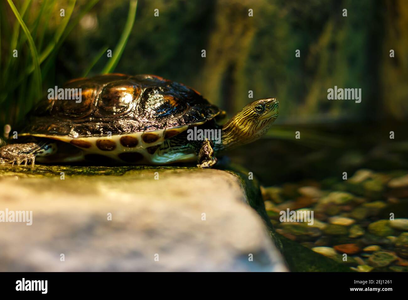 A northern map turtle (Graptemys geographica) has climbed up on a rock ...