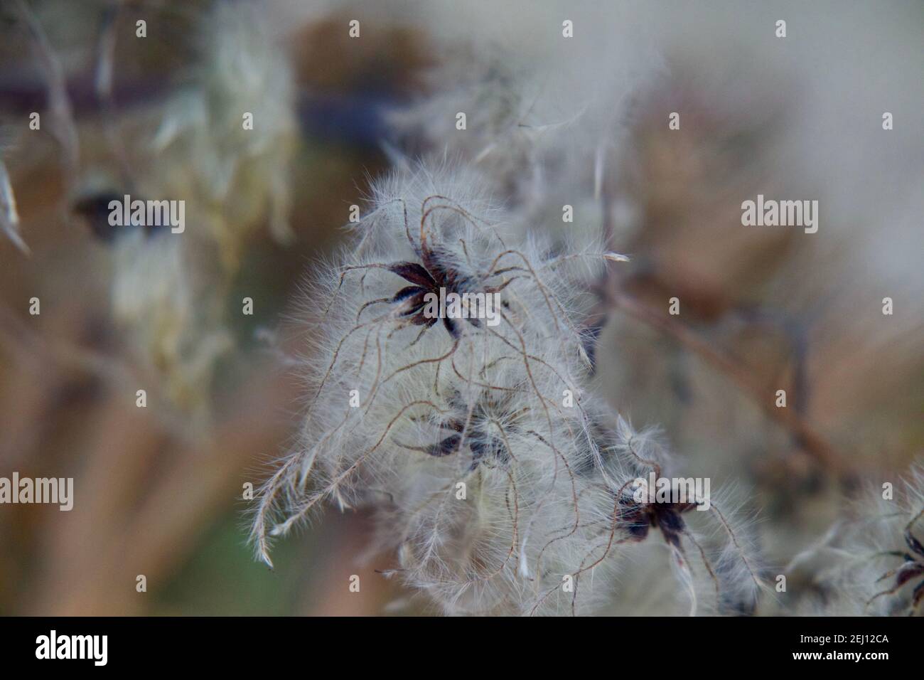 Clematis plant fruits or infrutescence or seed head Stock Photo - Alamy