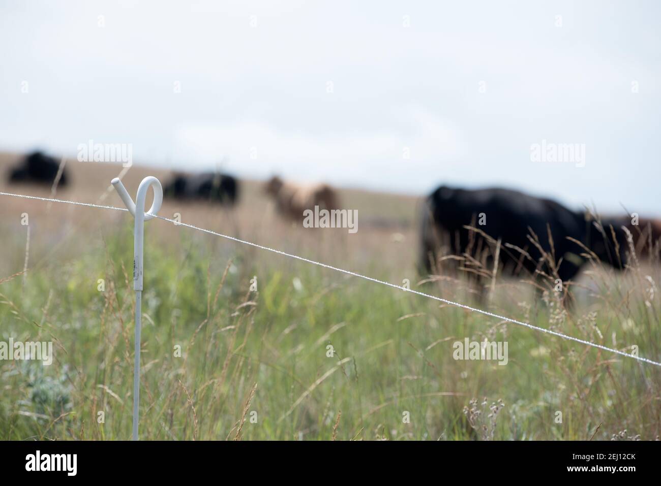 Portable solar electric fence and cattle, Zumwalt Prairie, Oregon Stock ...