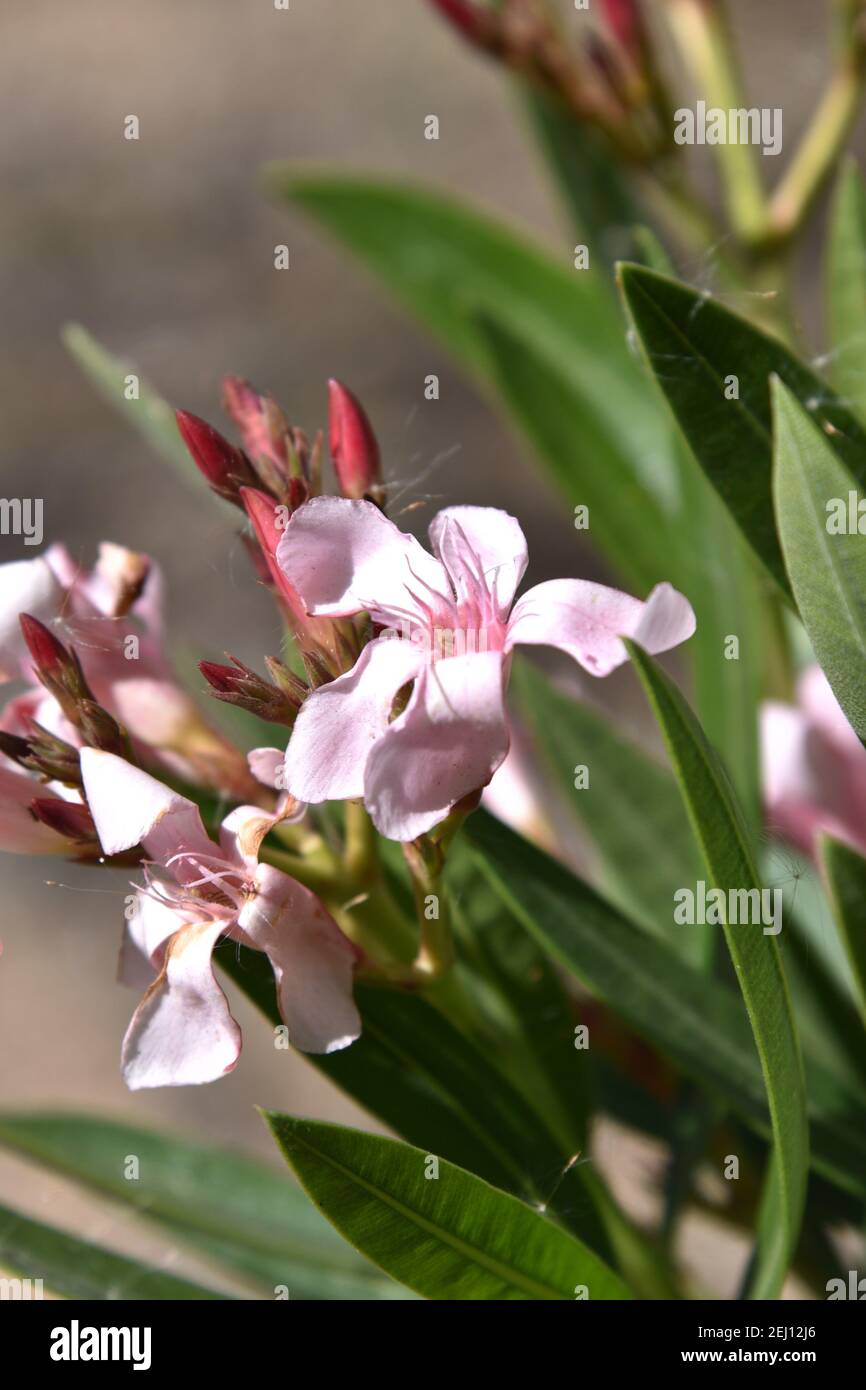Nerium Oleander pink oleander flowers in bloom which grows well in heat ...