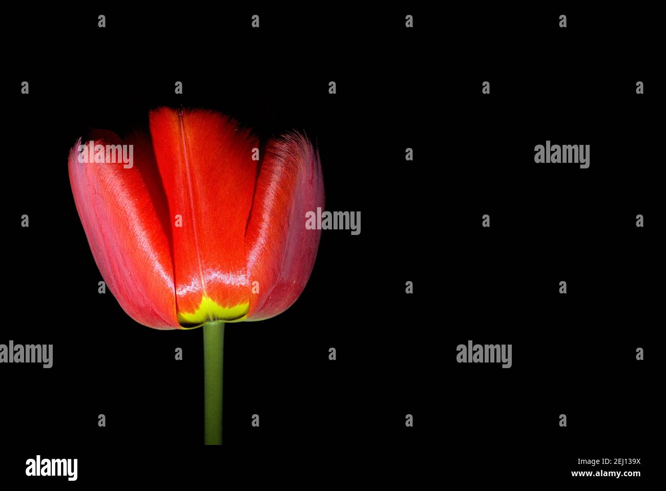 Tulip silhouette hi-res stock photography and images - Alamy
