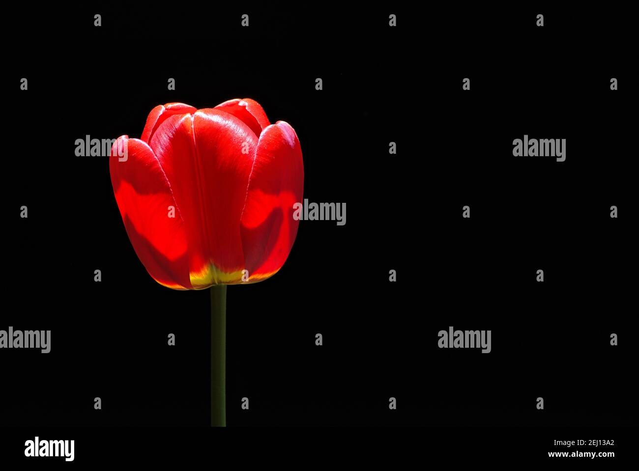 Side view on beautiful red tulip with black background Stock Photo - Alamy