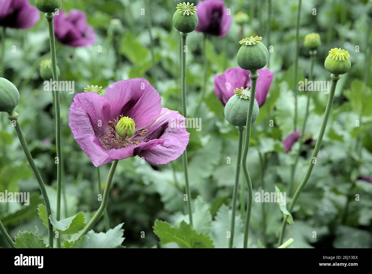 Violet poppy flower blossom hi-res stock photography and images - Alamy