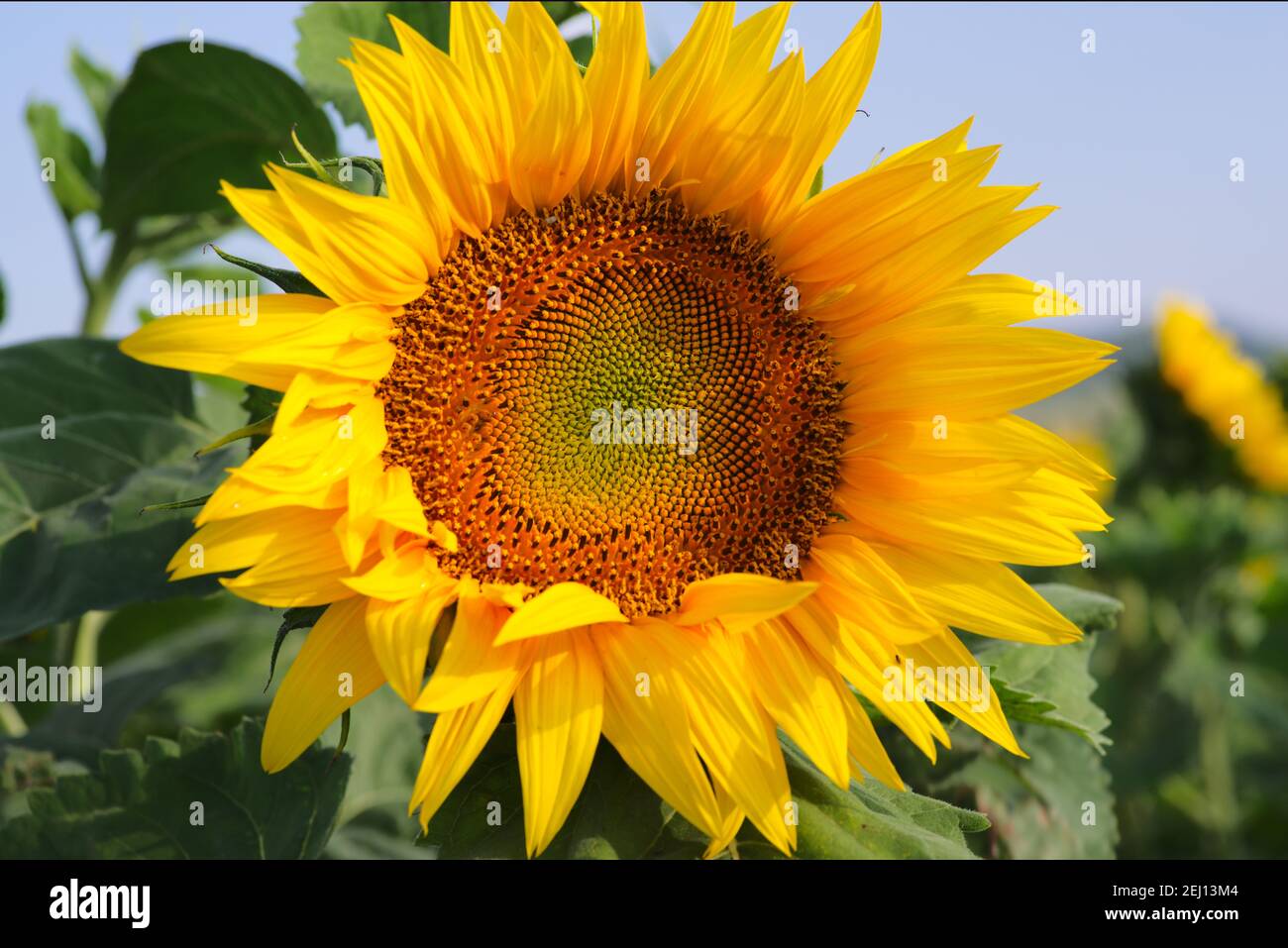 View on sunflower from the bottom with blue sky and white clouds ...