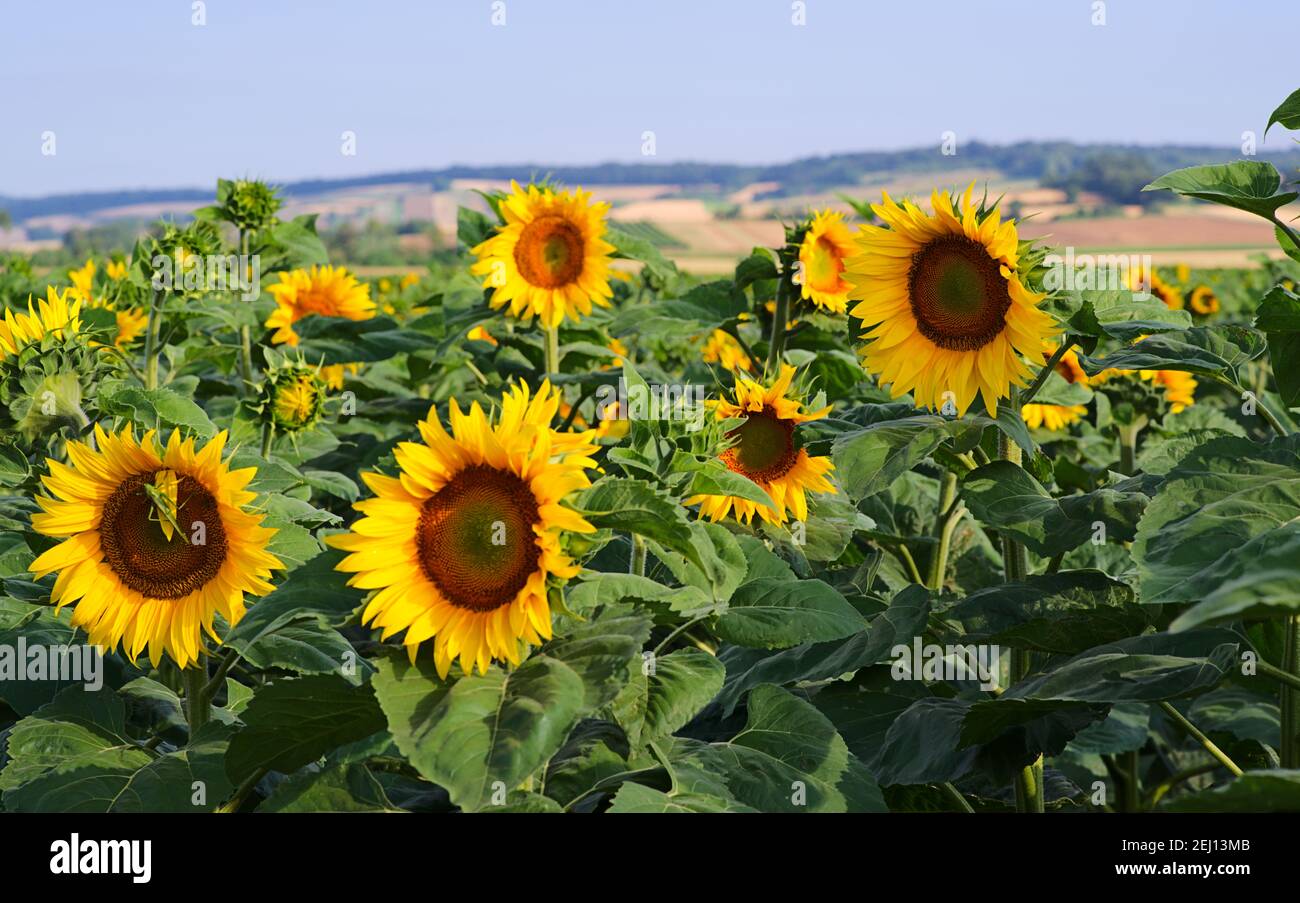 Sunflower pics hi-res stock photography and images - Alamy