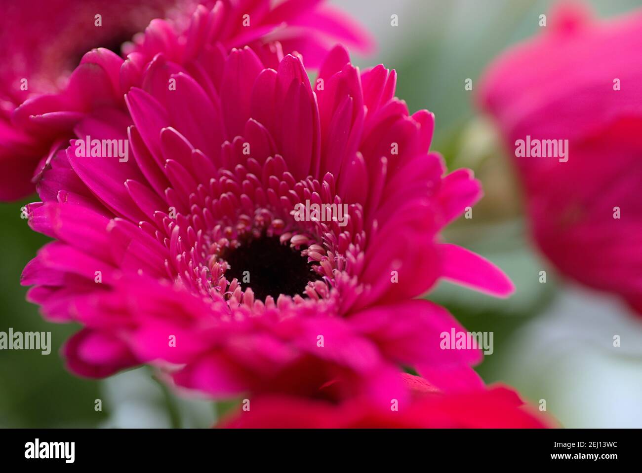 Violet flower of Gerbera Daisy with blurry background Stock Photo - Alamy