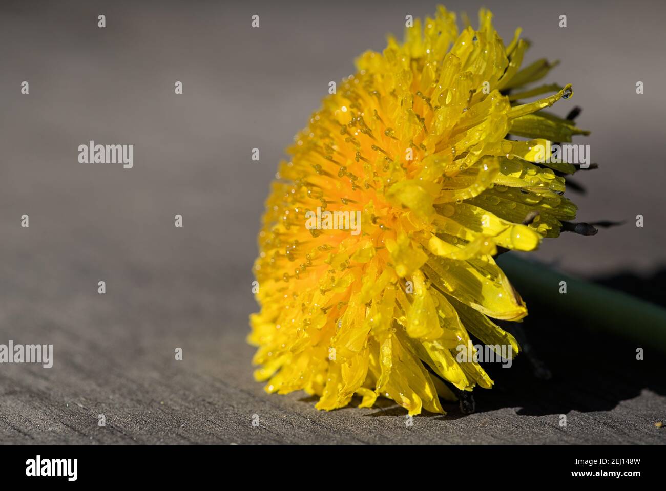 Side view on yellow flower of dandelion with grey background Stock ...