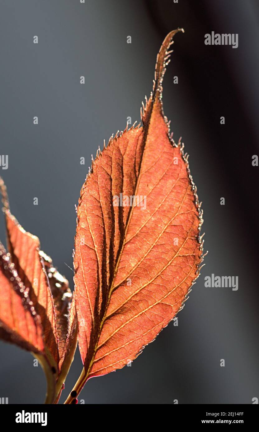 Structure of young leaf of Japanese Cherry, back light, serrulata Stock ...