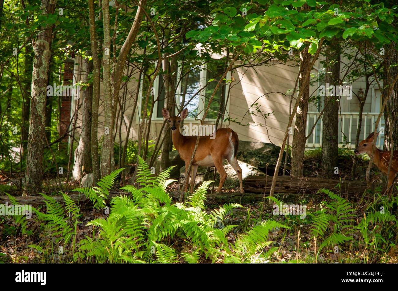 Wildlife in the backyard Stock Photo - Alamy