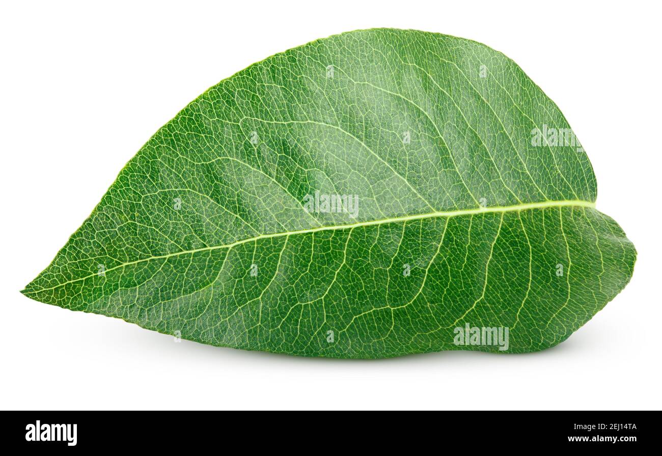 Green pear leaf isolated on white background with clipping path Stock ...