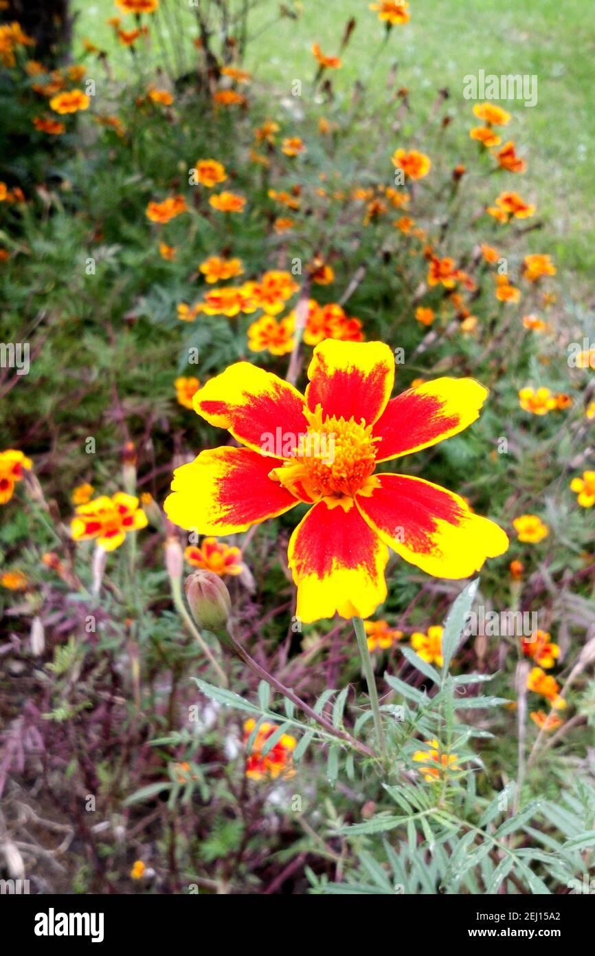 yellow and red tickseed (coreopsis), enchanted eve, flower close-up ...