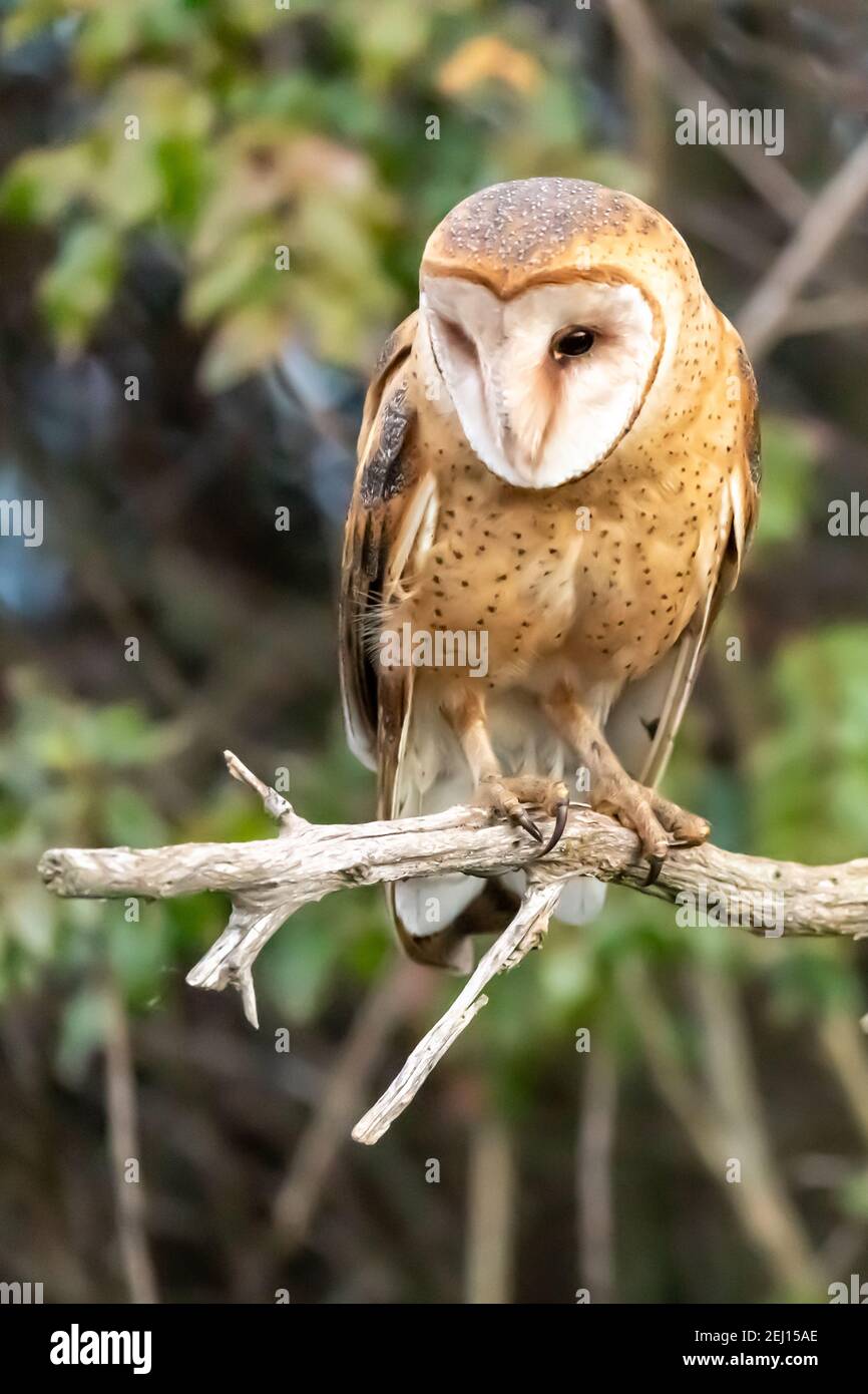 Barn owl (Tyto alba) in Pacific Northwest Stock Photo - Alamy