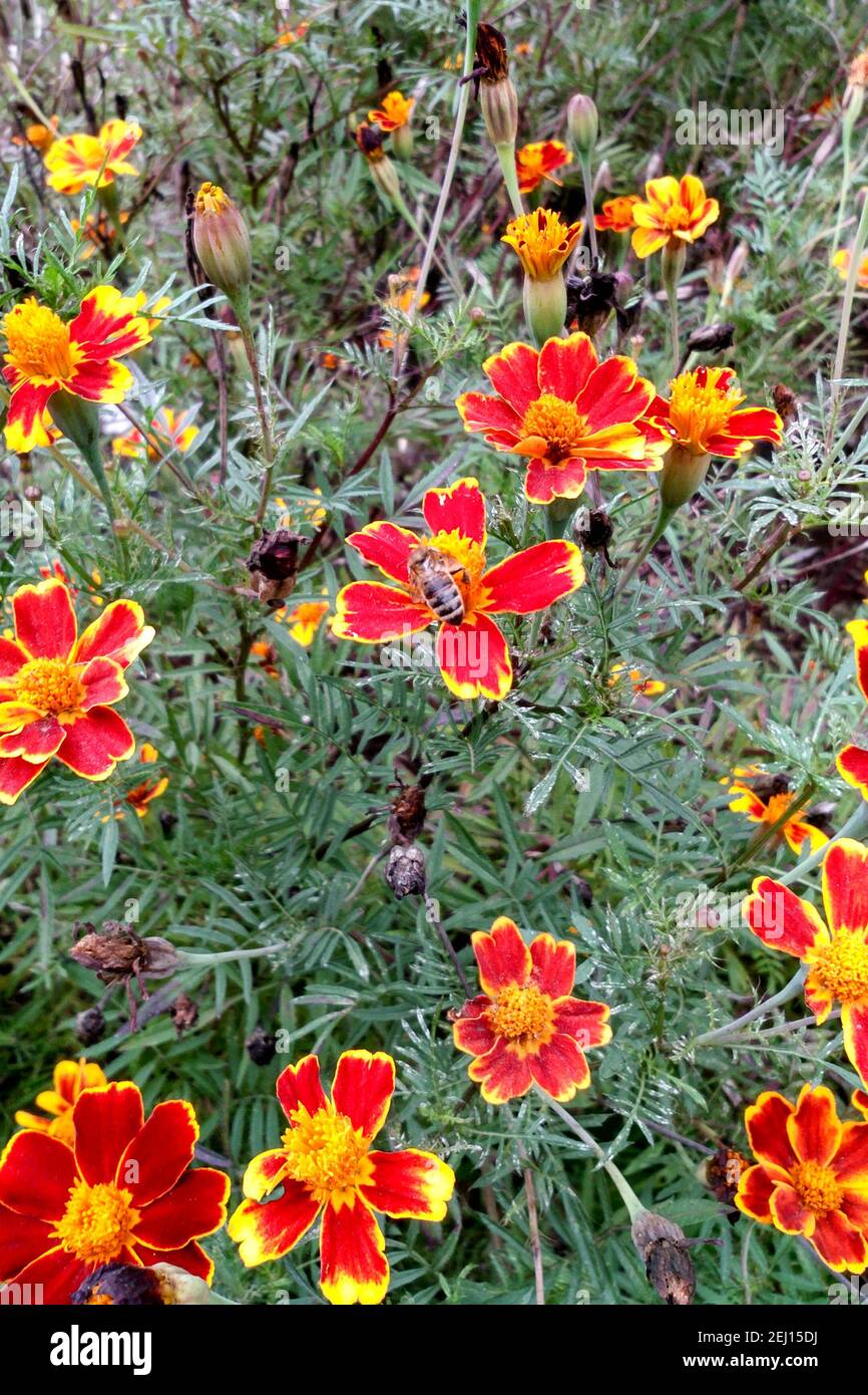 A bee sits on a yellow and red tickseed (coreopsis), enchanted eve ...