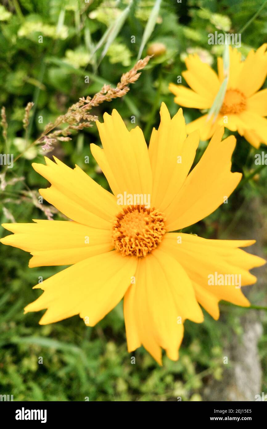 Bright yellow flowers of yellow tickseed, lance-leaved coreopsis ...