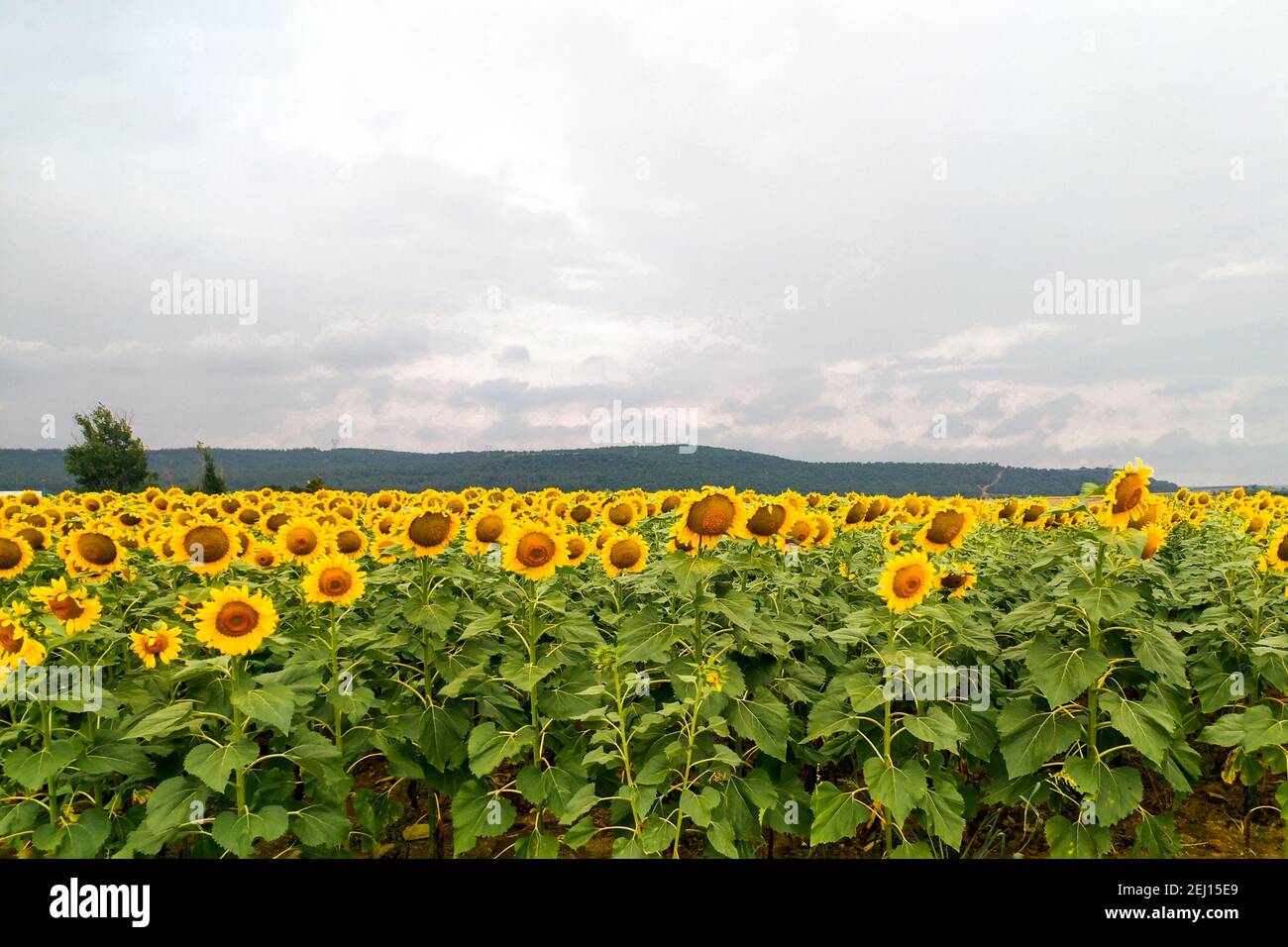 Sunflower field nature scene. Sunflowers. Sunflower field landscape ...