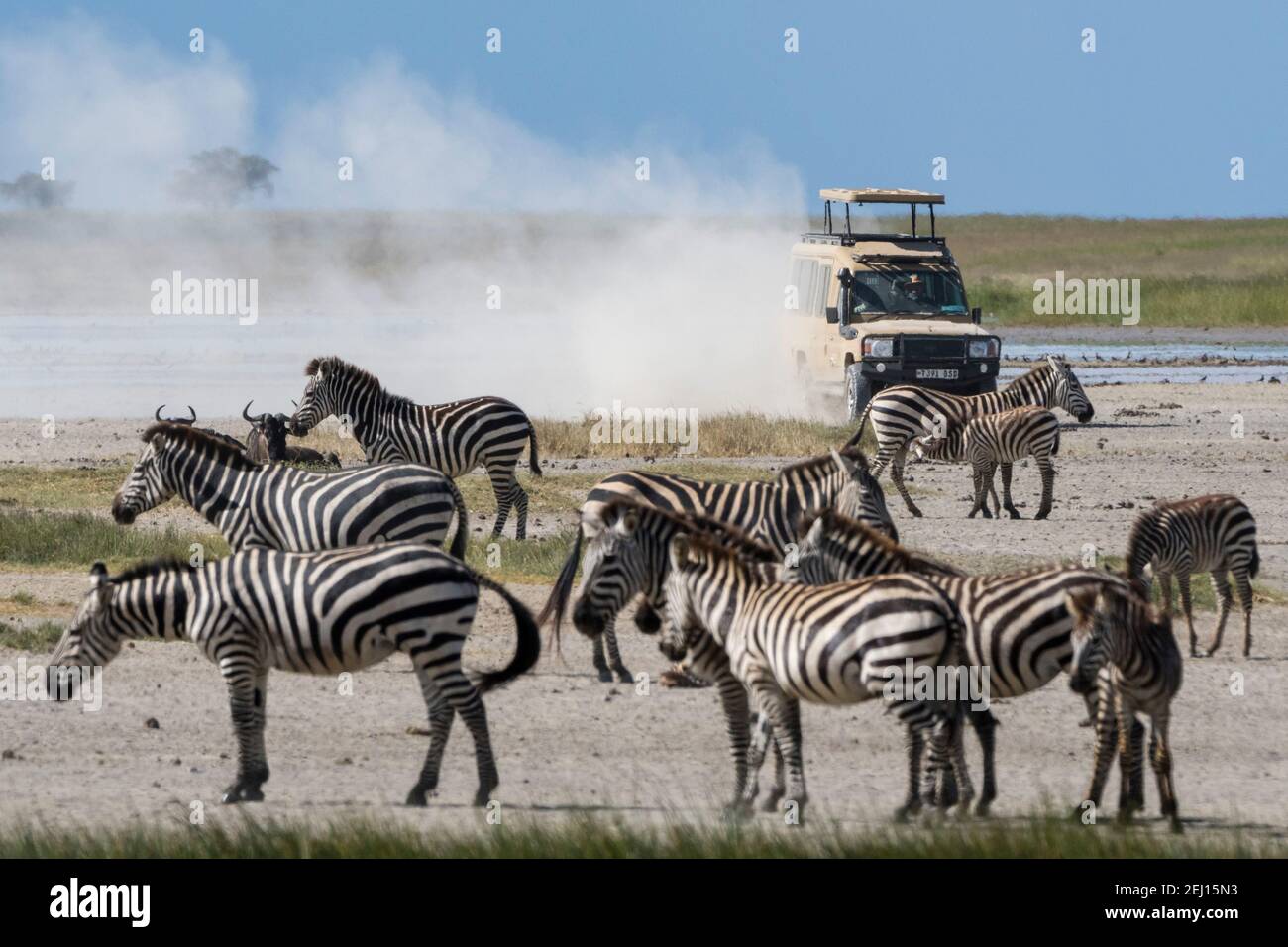 A safari vehicle approaches plains zebras, Equus quagga, in the Hidden ...