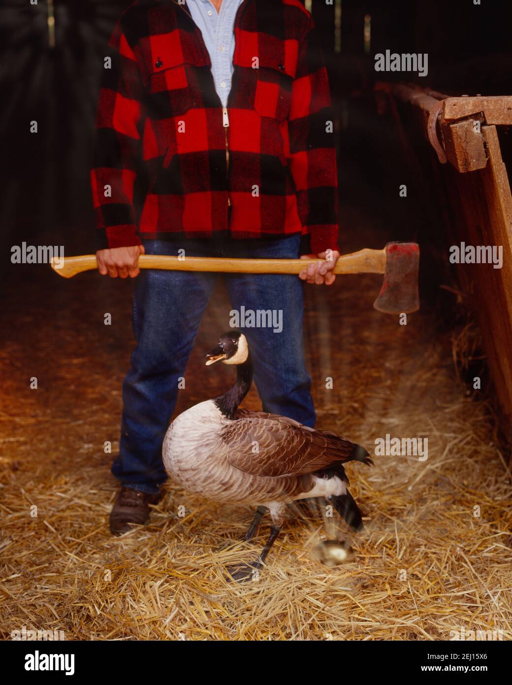 Goose that lays the golden egg hi-res stock photography and images - Alamy