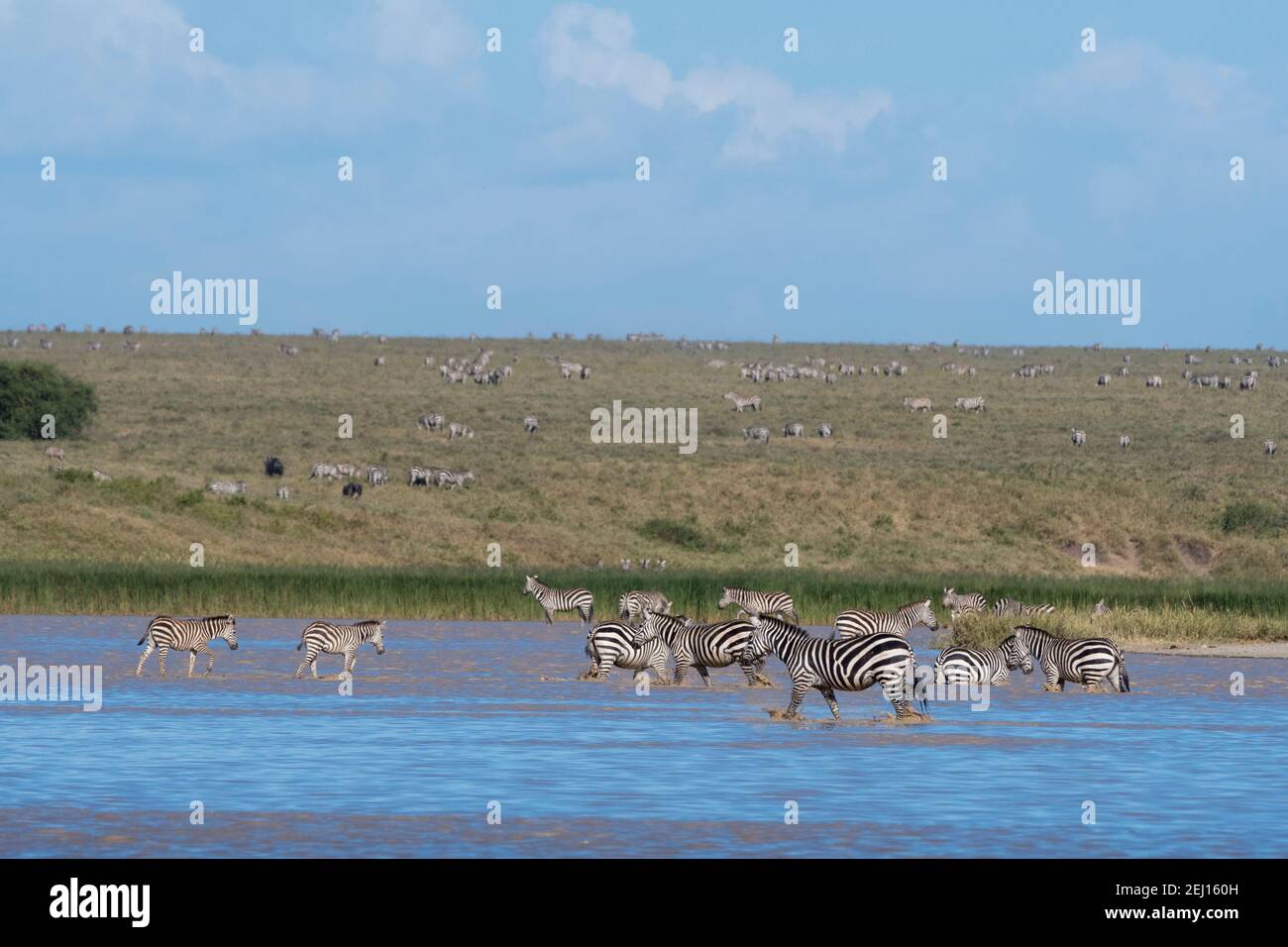 Plains zebras (Equus quagga), Ndutu, Ngorongoro Conservation Area ...