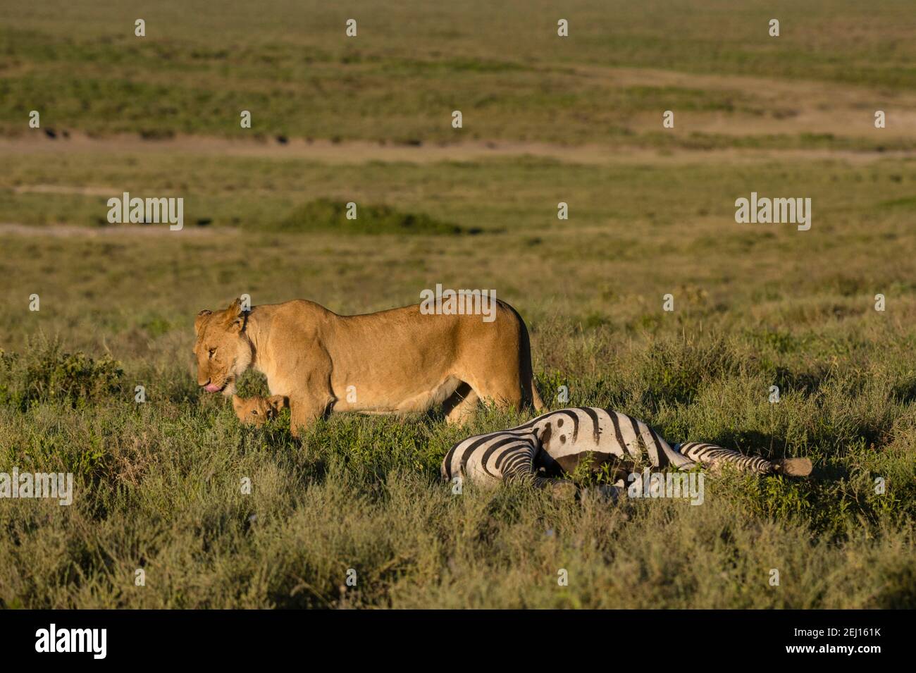 A lioness, Panthera leo, and a 5 weeks old cub on a common zebra ...