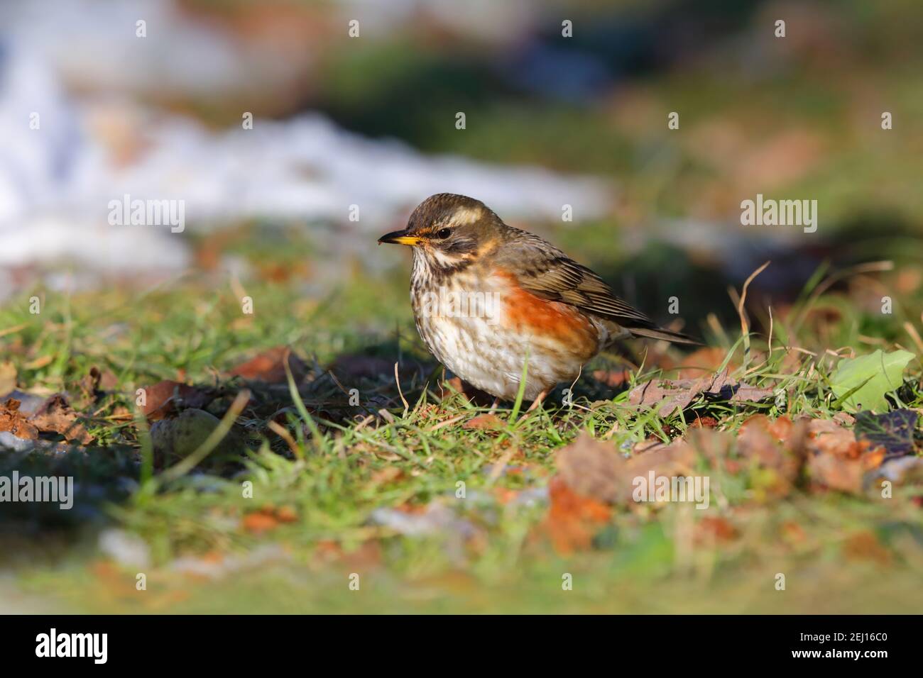 Redwing bird hi-res stock photography and images - Alamy