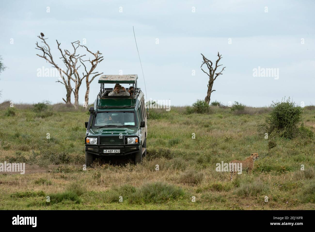 Cheetah (Acynonix jubatus), Seronera, Serengeti National Park, Tanzania ...