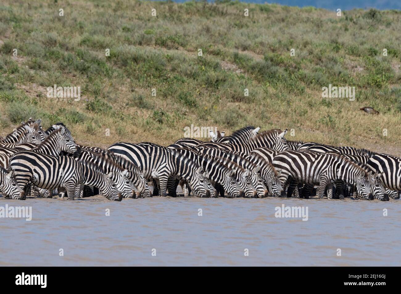 Plains zebras (Equus quagga), Ndutu, Ngorongoro Conservation Area ...
