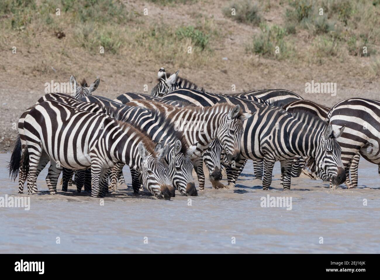 A herd of plains zebras (Equus quagga) drinking at Hidden Valley lake ...