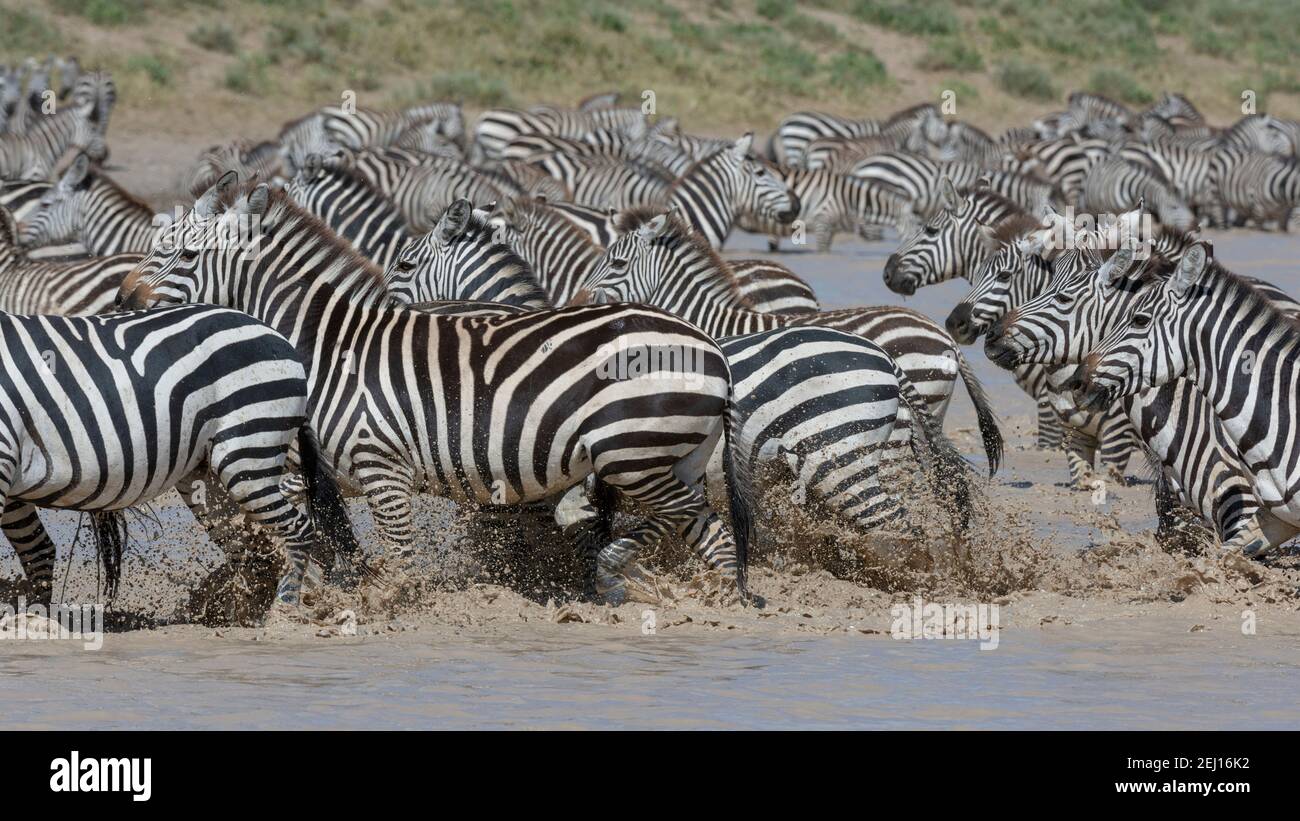 Plains zebras (Equus quagga), Ndutu, Ngorongoro Conservation Area ...