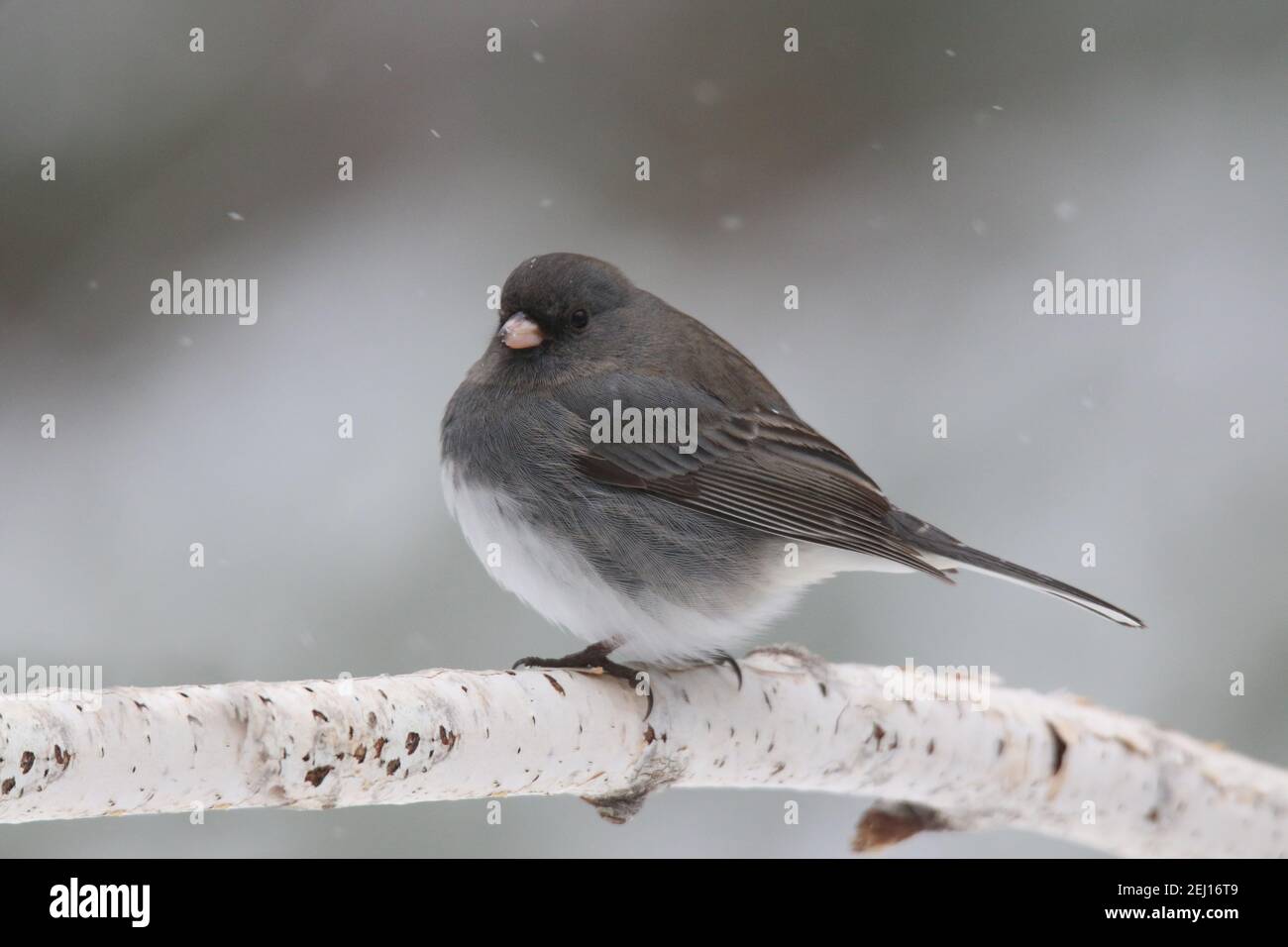 A dark eyed junco Junco hyemalis perching in winter Stock Photo - Alamy