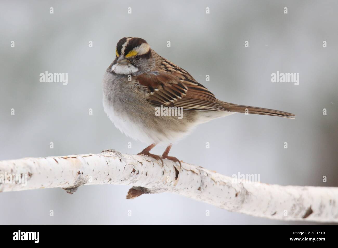 A white throated sparrow Zonotrichia aldbicolis perching in a winter ...