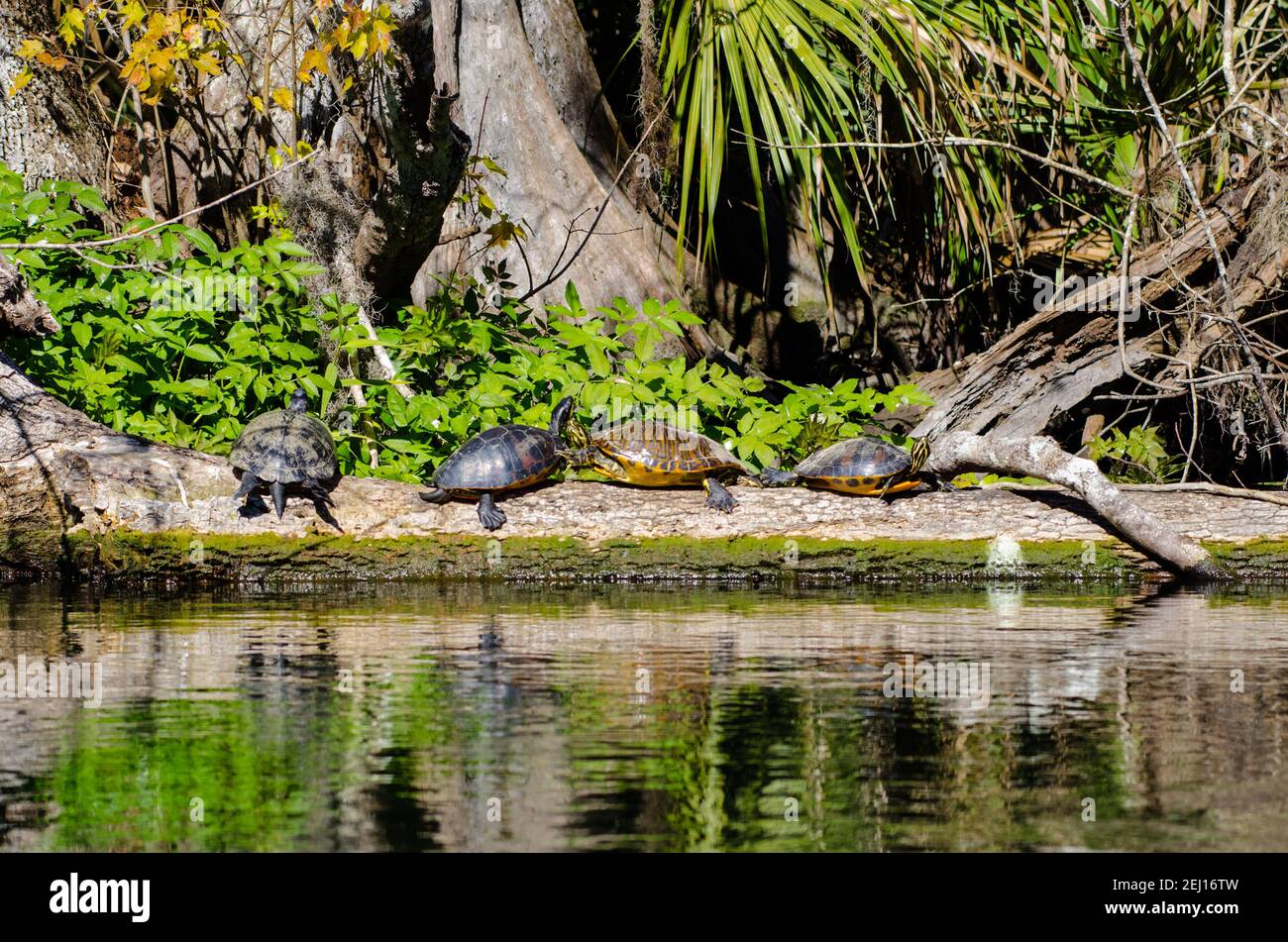 1 river cooter and 3 red belly cooters, basking on a log along the ...