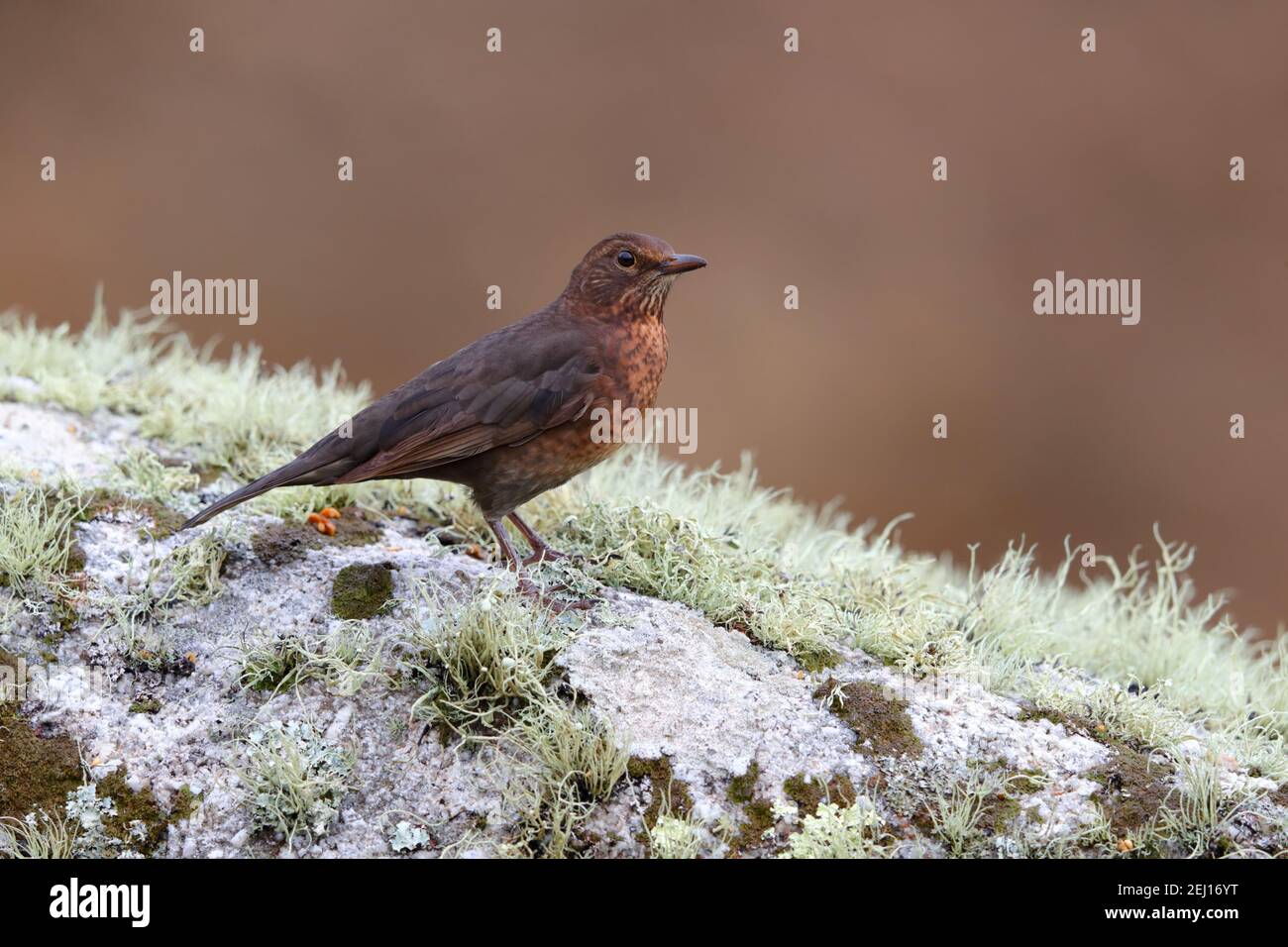 Female Rock Thrush High Resolution Stock Photography and Images - Alamy