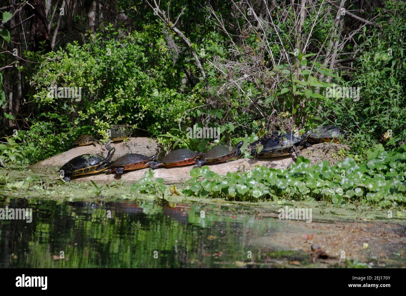 8 Cooter turtles sunning on logs in Silver Springs State Park, Florida ...