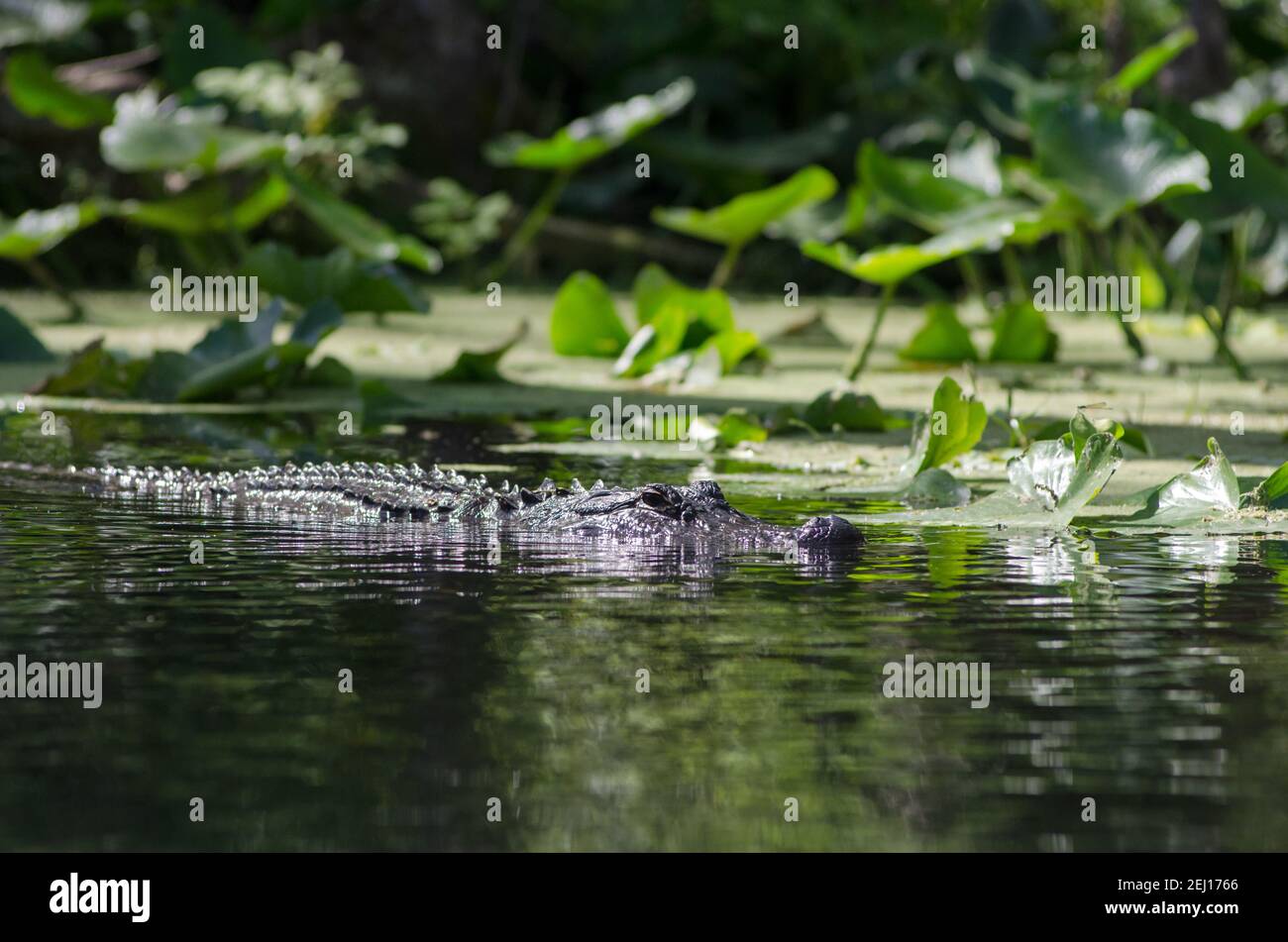 An American Alligator swimming along the lilly pads in the Silver River ...