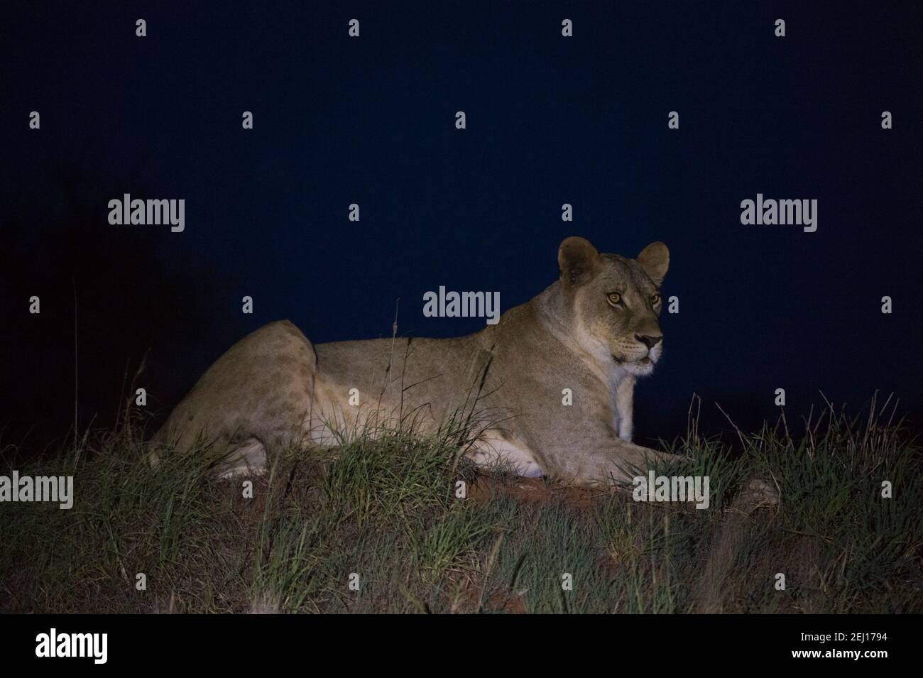 Lioness (Panthera leo), Tsavo, Kenya Stock Photo - Alamy