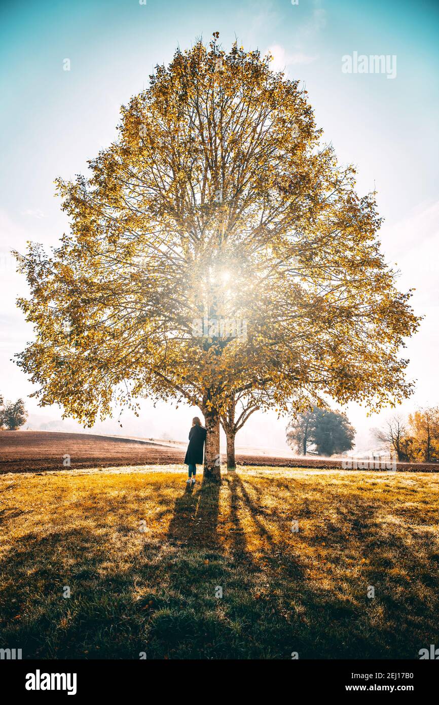 Female by the majestic tree in bright sunlight Stock Photo - Alamy