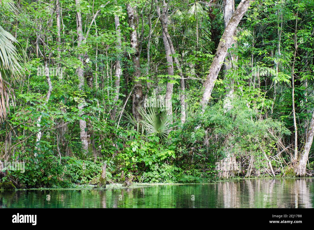 Florida landscape along the Silver River in Silver Springs State Park ...