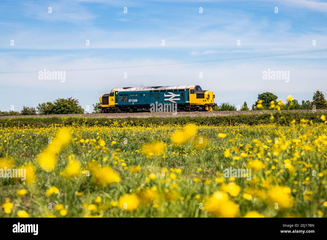 Large logo class 37 No. 37025 races south through the buttercups near ...