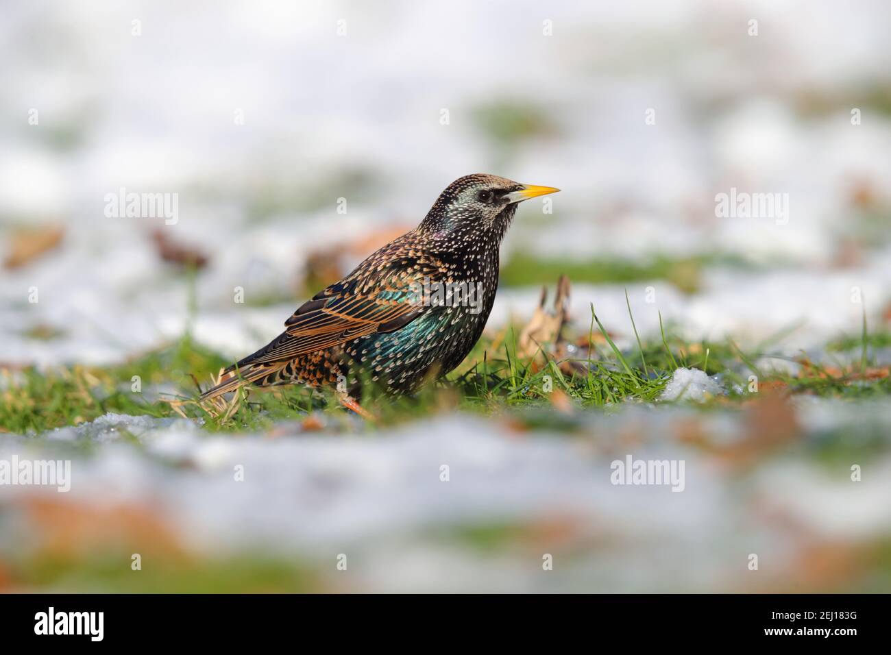 Eurasian starling hi-res stock photography and images - Alamy