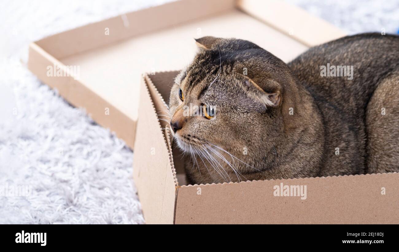 Scotch fold cat in a cardboard box on the living room floor Stock Photo ...