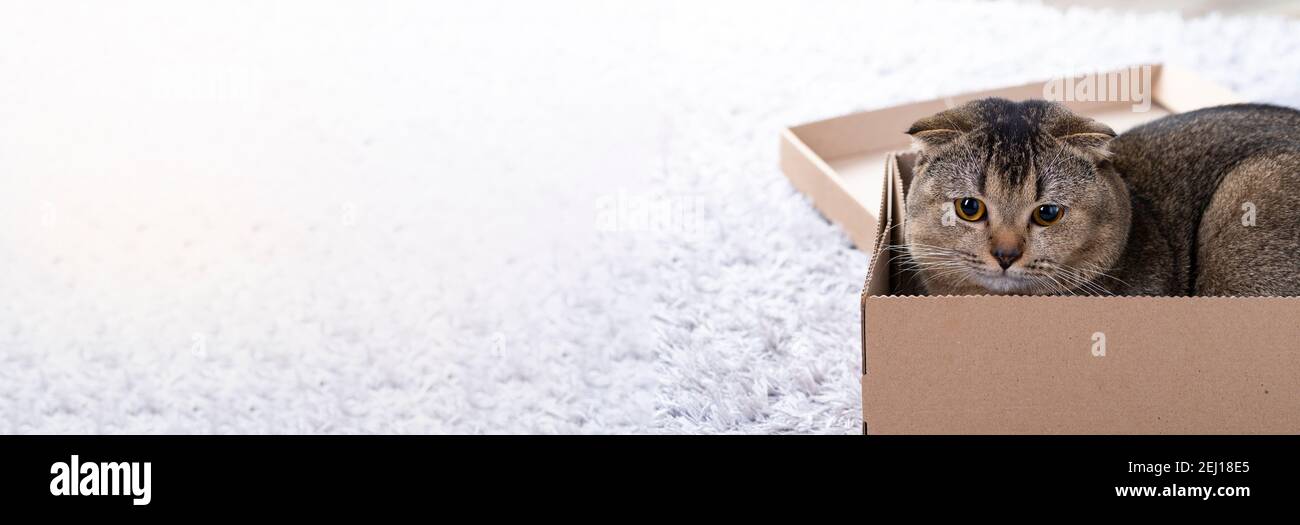 Scotch fold cat in a cardboard box on the living room floor Stock Photo ...