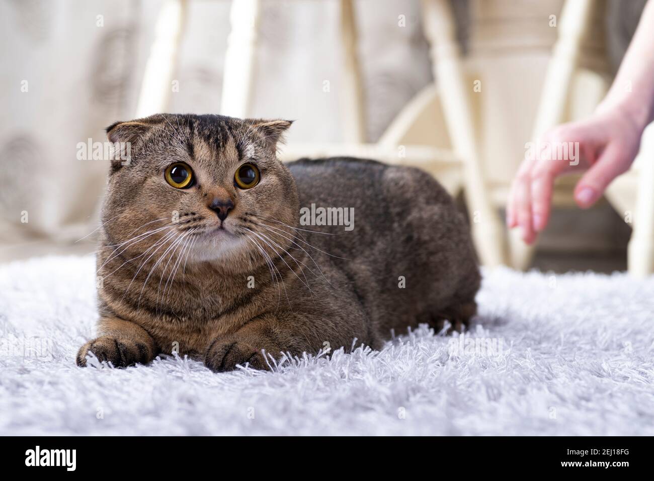 Scotch fold cat in the living room near the dining table Stock Photo ...