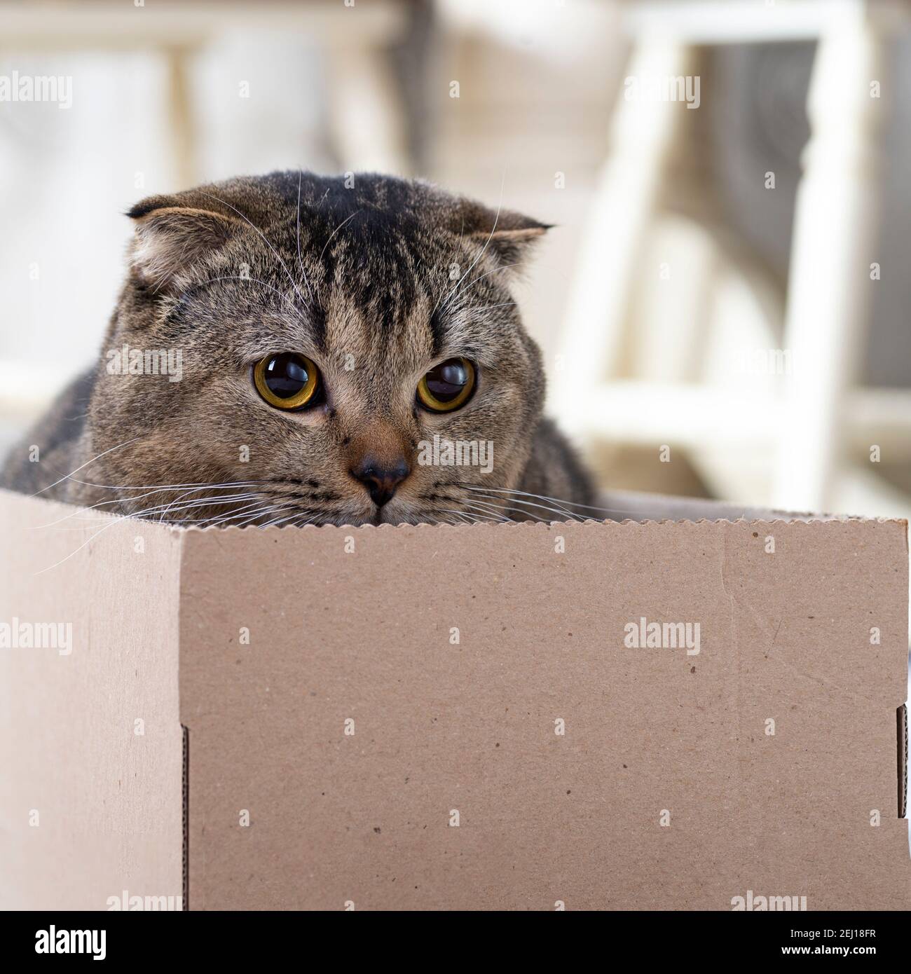Scotch fold cat in a cardboard box on the living room floor Stock Photo ...