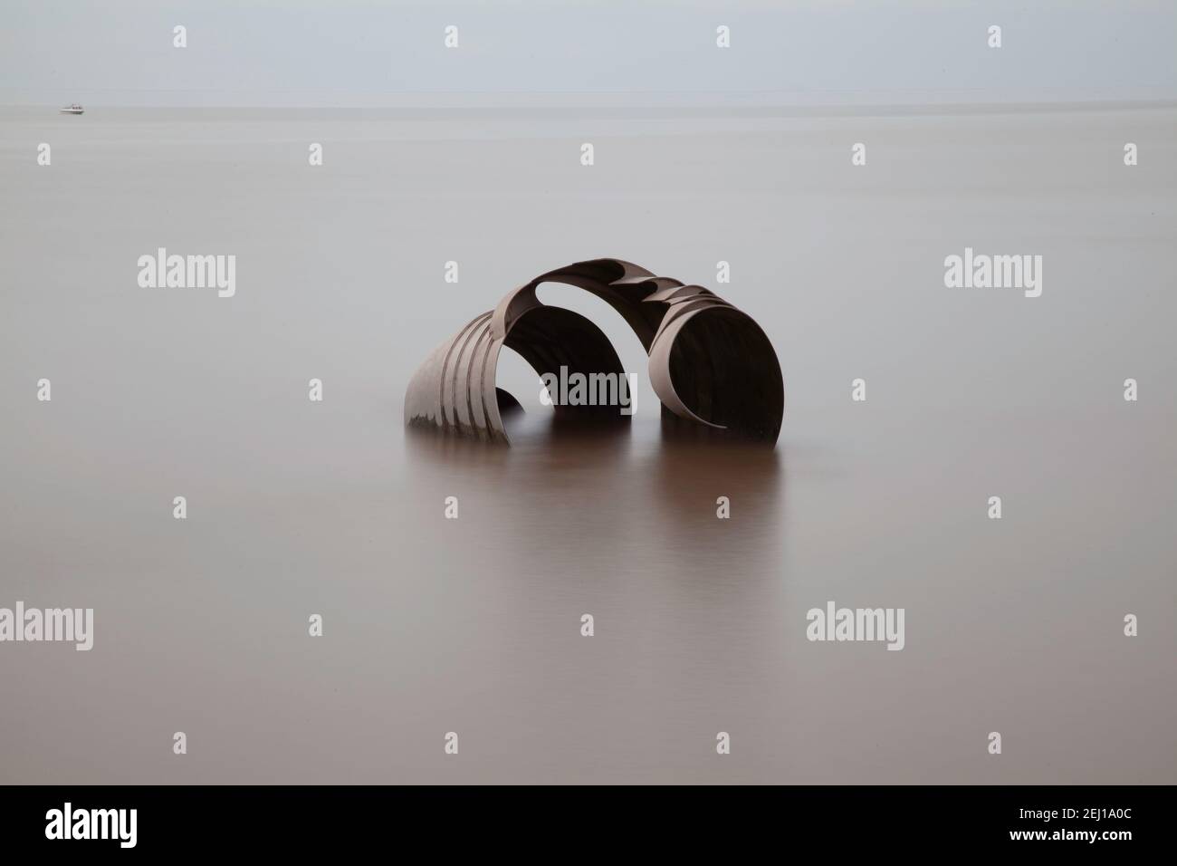Sharp shell hi-res stock photography and images - Alamy
