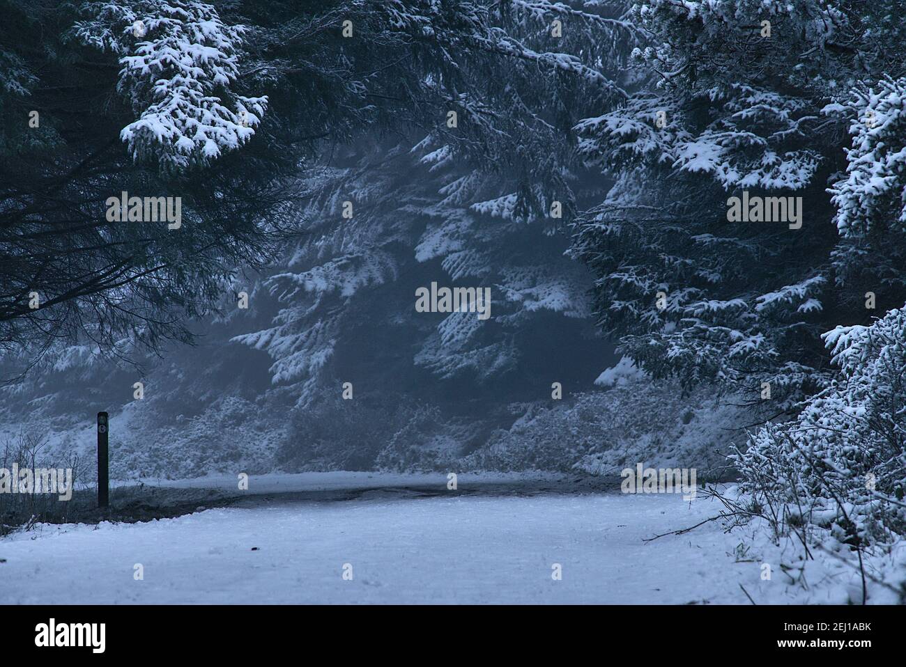 Beautiful winter snowy woods Ticknock Forest National Park, Co. Dublin ...