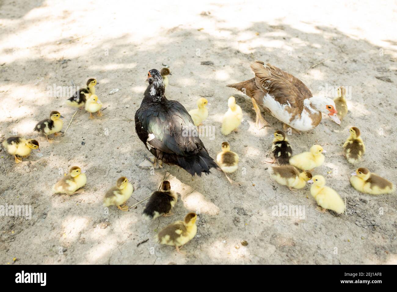 Cute family ducklings following mom hi-res stock photography and images ...