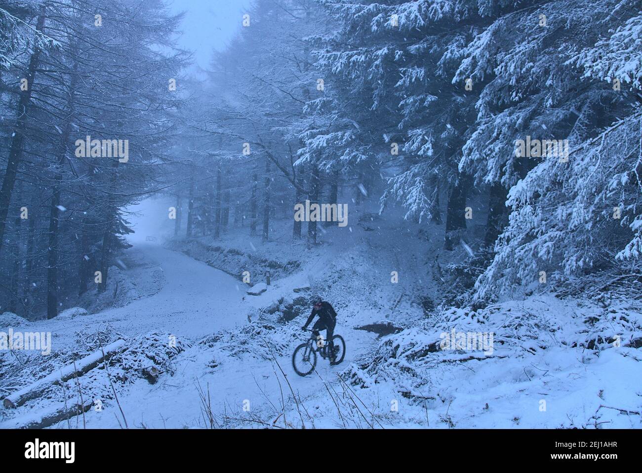 Alone MTB cyclist cycling in beautiful winter snowy Ticknock forest ...